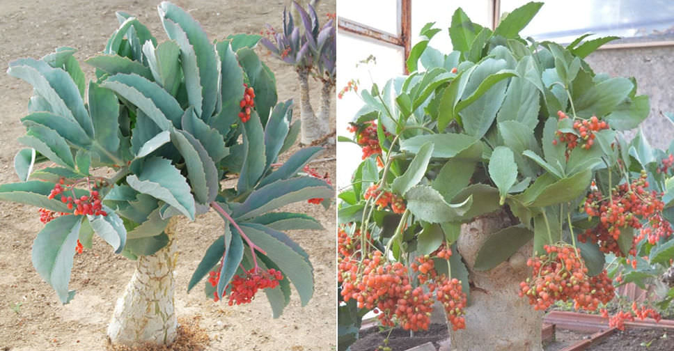 Cyphostemma juttae (Wild Grape) - World of Succulents