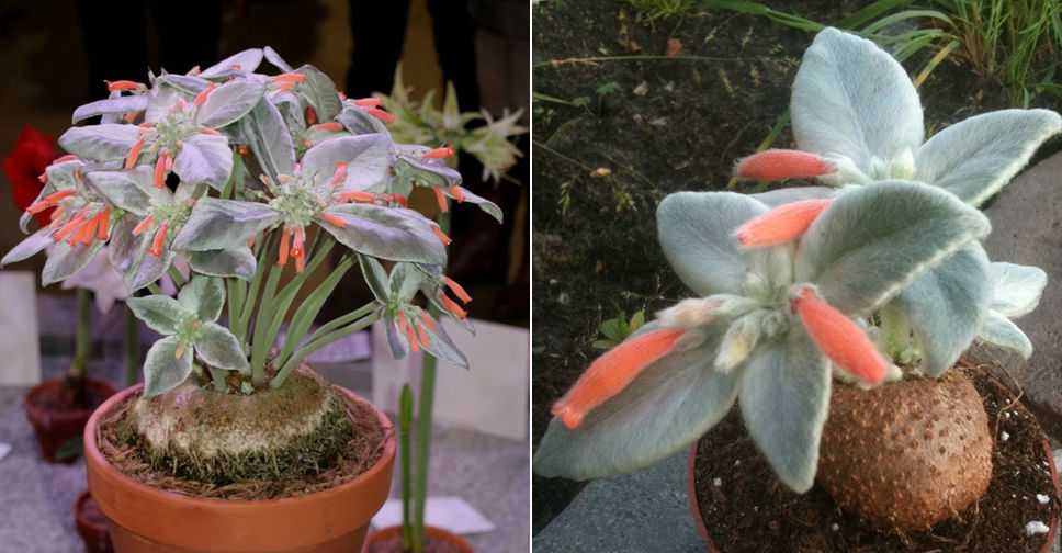 How to Grow and Care for Sinningia - World of Succulents