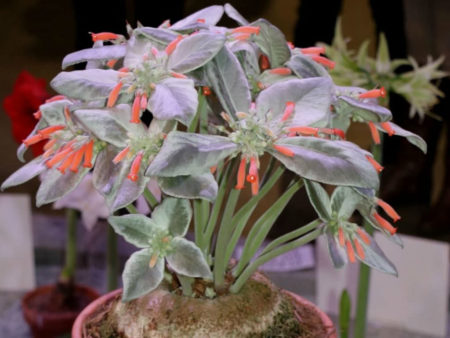 How to Grow and Care for Sinningia - World of Succulents