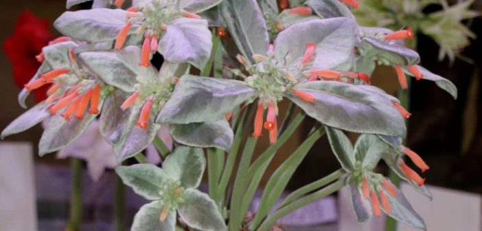 How to Grow and Care for Sinningia World of Succulents