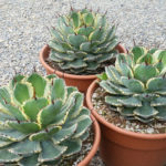 Agave 'Kissho Kan' - World of Succulents