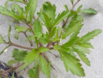 Cakile edentula (American Searocket) - World of Succulents