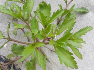 Cakile edentula (American Searocket) - World of Succulents