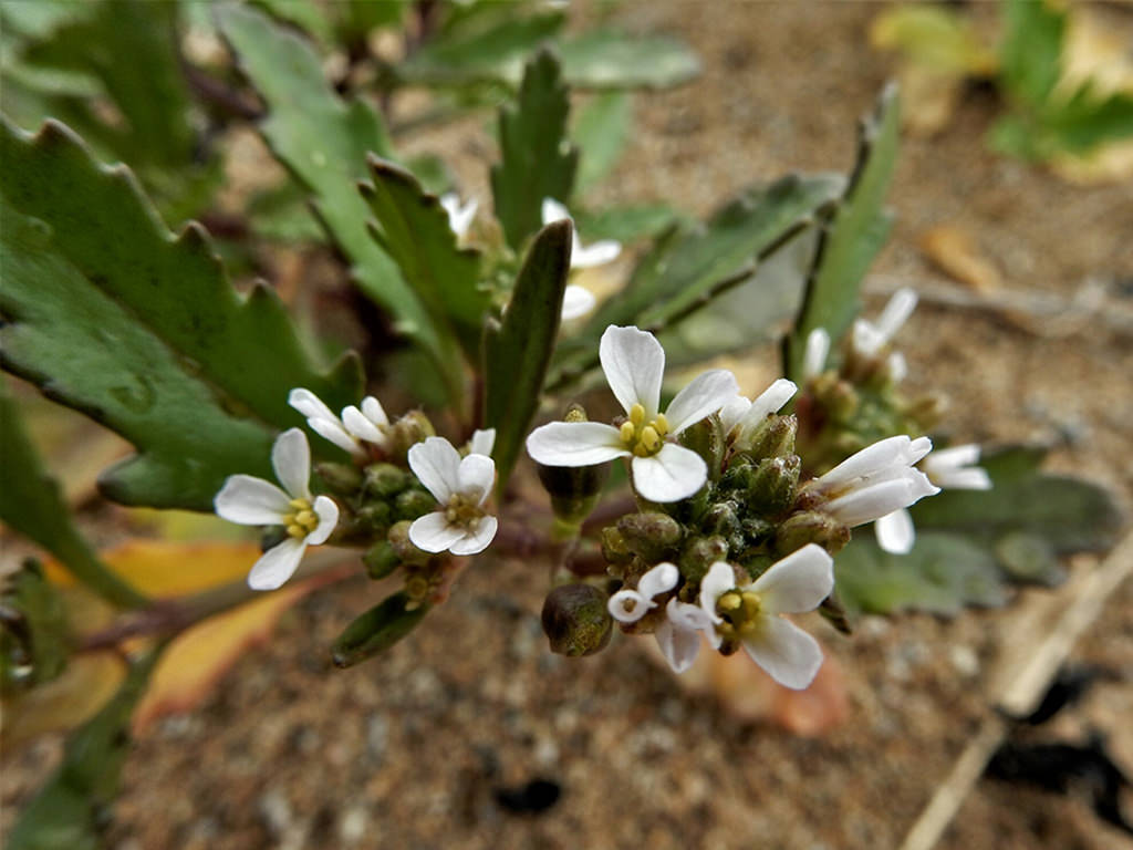 Cakile edentula (American Searocket) - World of Succulents