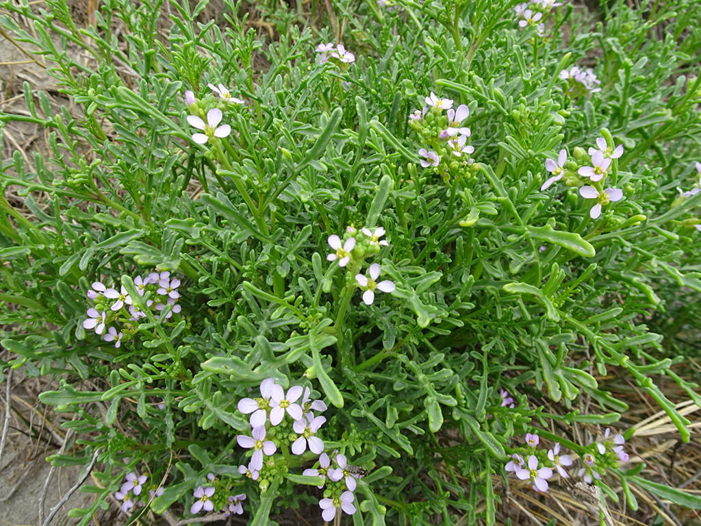 Cakile maritima (European Searocket) - World of Succulents