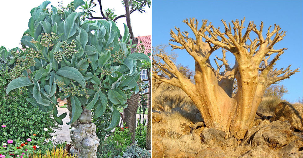 Cyphostemma currorii (Cobas Tree) - World of Succulents