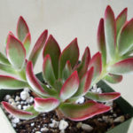 Echeveria harmsii 'Ruby Slippers' - World of Succulents