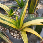 Gasteria nitida var. armstrongii 'Variegated' - World of Succulents