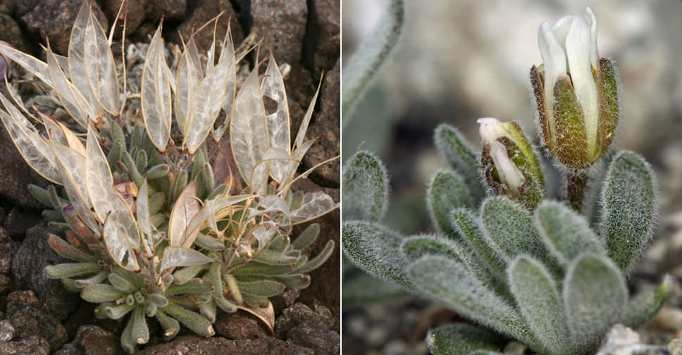 Anelsonia eurycarpa (Daggerpod) - World of Succulents