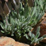 Anelsonia eurycarpa (Daggerpod) - World of Succulents