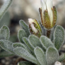 Anelsonia eurycarpa (Daggerpod) - World of Succulents
