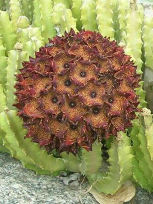 Caralluma umbellata (Umbelled Caralluma) - World of Succulents