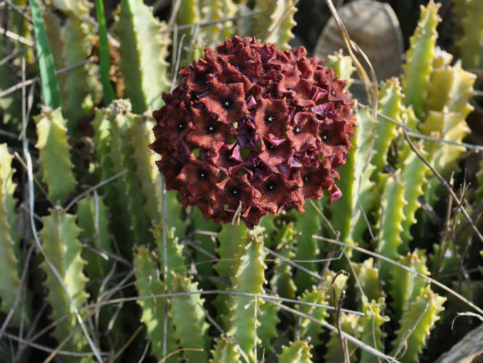 Caralluma umbellata (Umbelled Caralluma) - World of Succulents