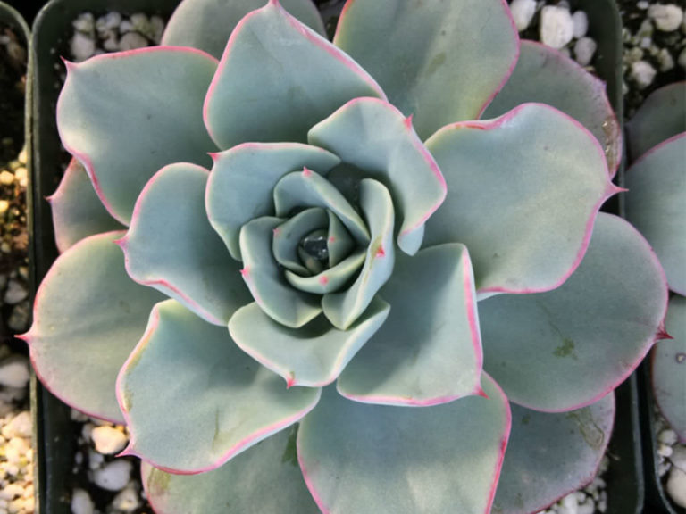 Echeveria 'Atlantis' - World of Succulents
