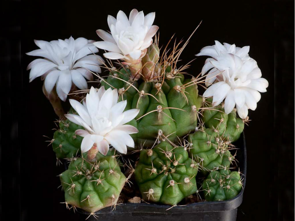 Gymnocalycium anisitsii - World of Succulents