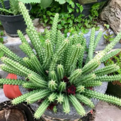 Huernia schneideriana (Red Dragon Flower) - World of Succulents