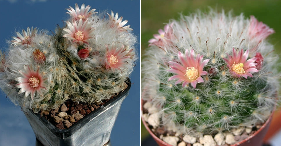 Mammillaria bocasana 'Multilanata' (Powder Puff Cactus) - World of ...