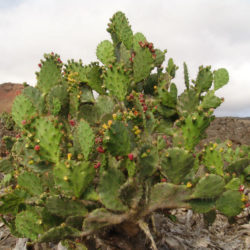 Opuntia monacantha (Drooping Prickly Pear)