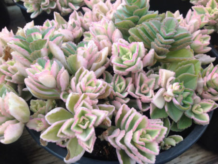 How to Grow and Care for Plectranthus - World of Succulents