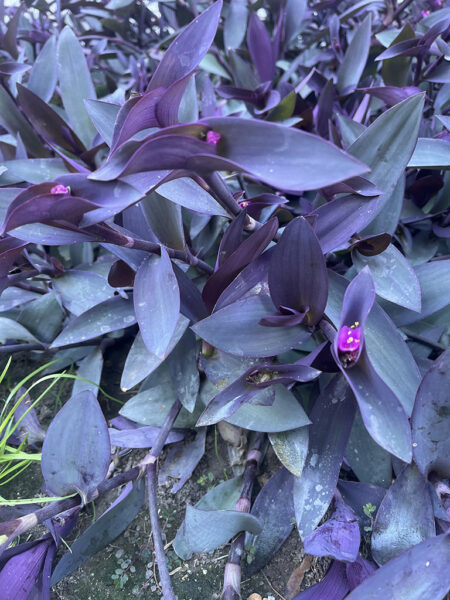 Tradescantia pallida (Purple Heart) - World of Succulents