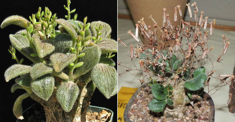 Tylecodon nolteei - World of Succulents
