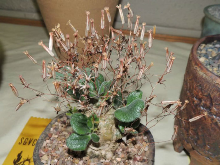 Tylecodon nolteei - World of Succulents