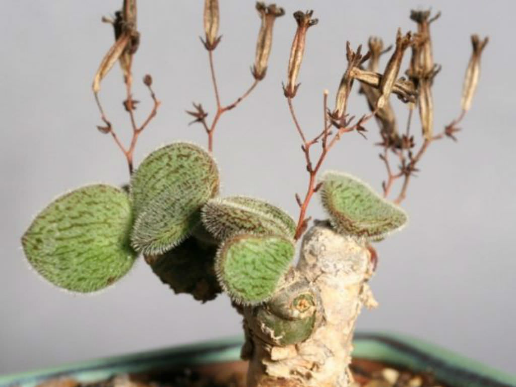 Tylecodon nolteei - World of Succulents