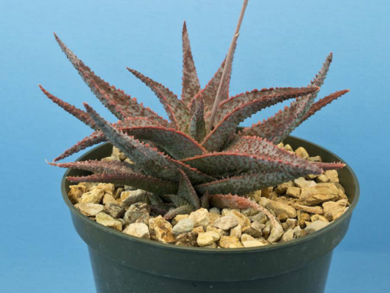 Aloe 'Lavender Star' - World of Succulents
