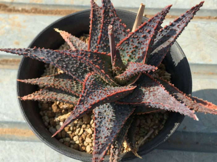 Aloe 'Lavender Star' - World of Succulents