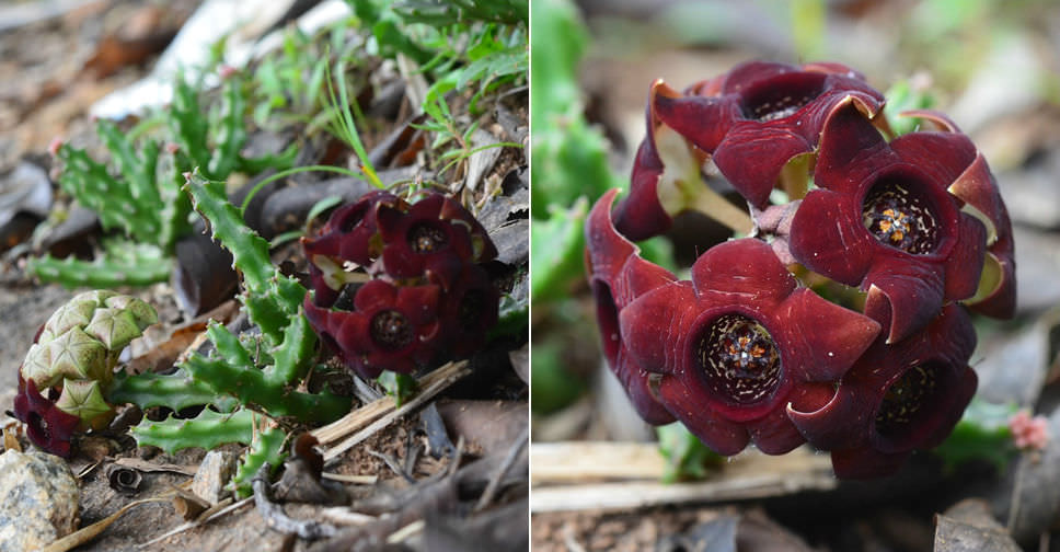 Caralluma indica (Indian Caralluma) - World of Succulents