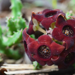 Caralluma indica (Indian Caralluma)