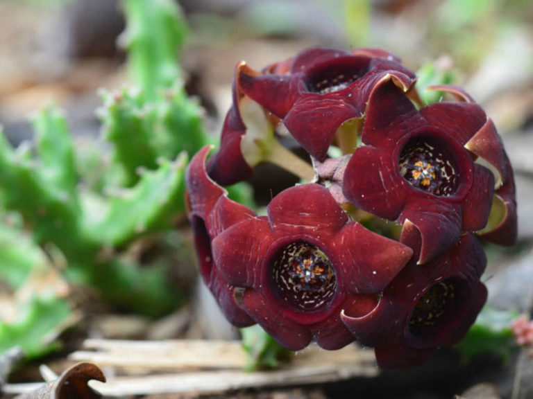 Caralluma indica (Indian Caralluma) - World of Succulents