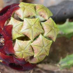 Caralluma indica (Indian Caralluma) - World of Succulents