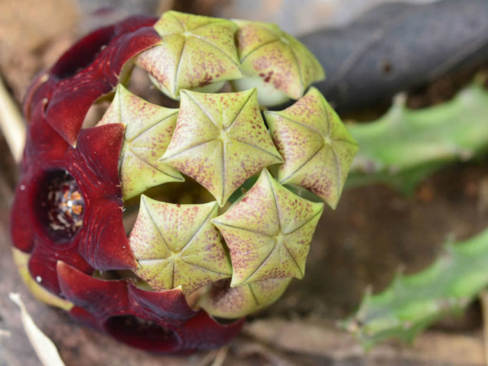 Caralluma indica (Indian Caralluma) - World of Succulents