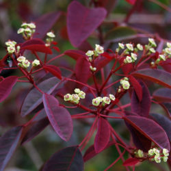 Euphorbia cotinifolia (Caribbean Copper Plant)