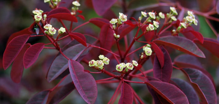 Lá phong đỏ rợp trời thu Nhật Bản | theNEXTvoz