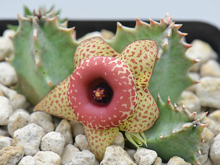 Huernia humilis - World of Succulents