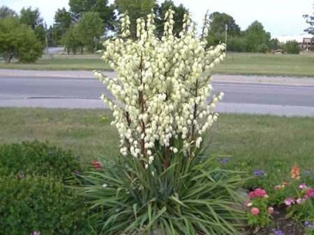 5 Tips to Get a Yucca Plant to Bloom - World of Succulents