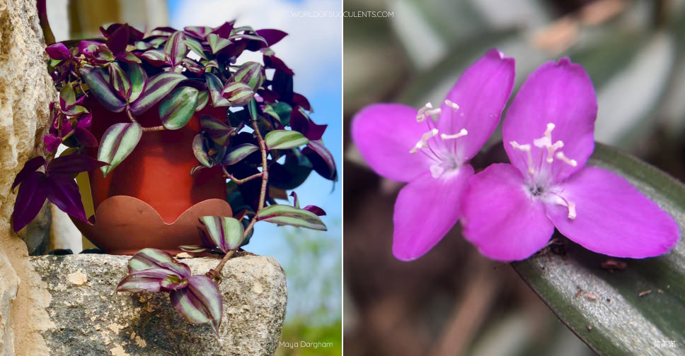 Tradescantia zebrina (Inch Plant) - World of Succulents