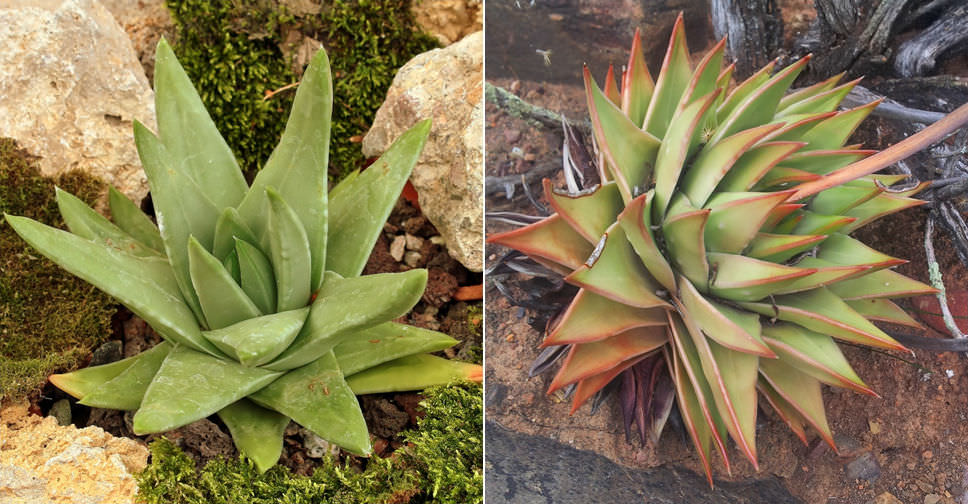 Tulista marginata - World of Succulents