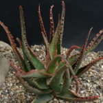 Aloe 'Coral Fire' - World of Succulents