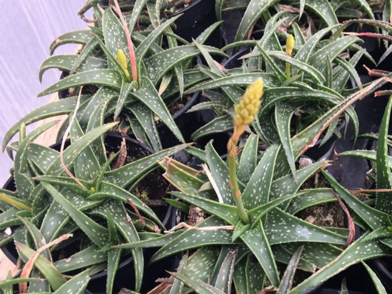 Aloe 'Firebird' - World of Succulents