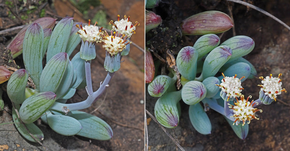 Curio crassulifolius (Blue Fingers) - World of Succulents