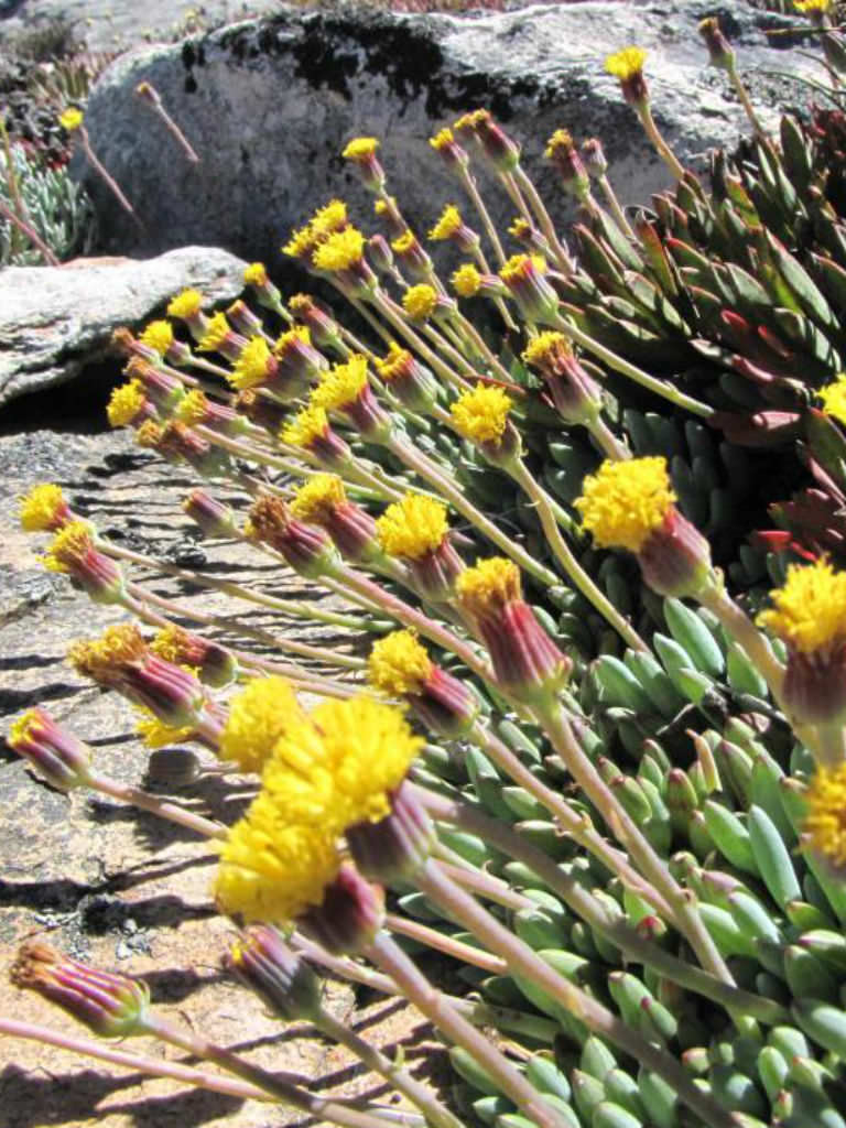 Curio crassulifolius (Blue Fingers) | World of Succulents