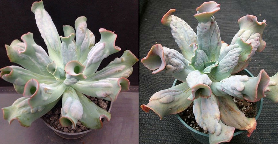 Echeveria 'Culibra' - World of Succulents