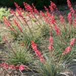 Hesperaloe parviflora 'Brakelights' - World of Succulents