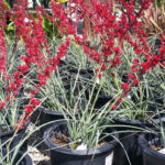 Hesperaloe parviflora 'Brakelights' - World of Succulents