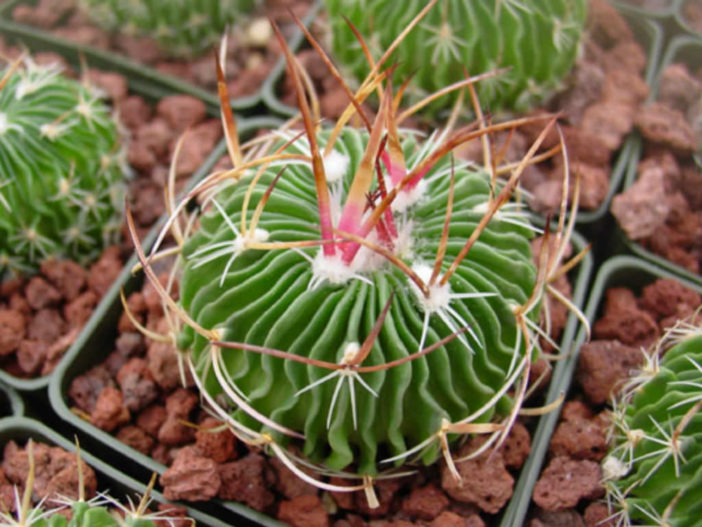 Stenocactus multicostatus (Brain Cactus) - World of Succulents