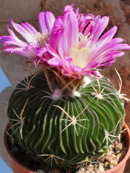 Stenocactus multicostatus (Brain Cactus) - World of Succulents