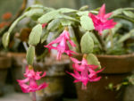 10 Facts About the Christmas Cactus - World of Succulents
